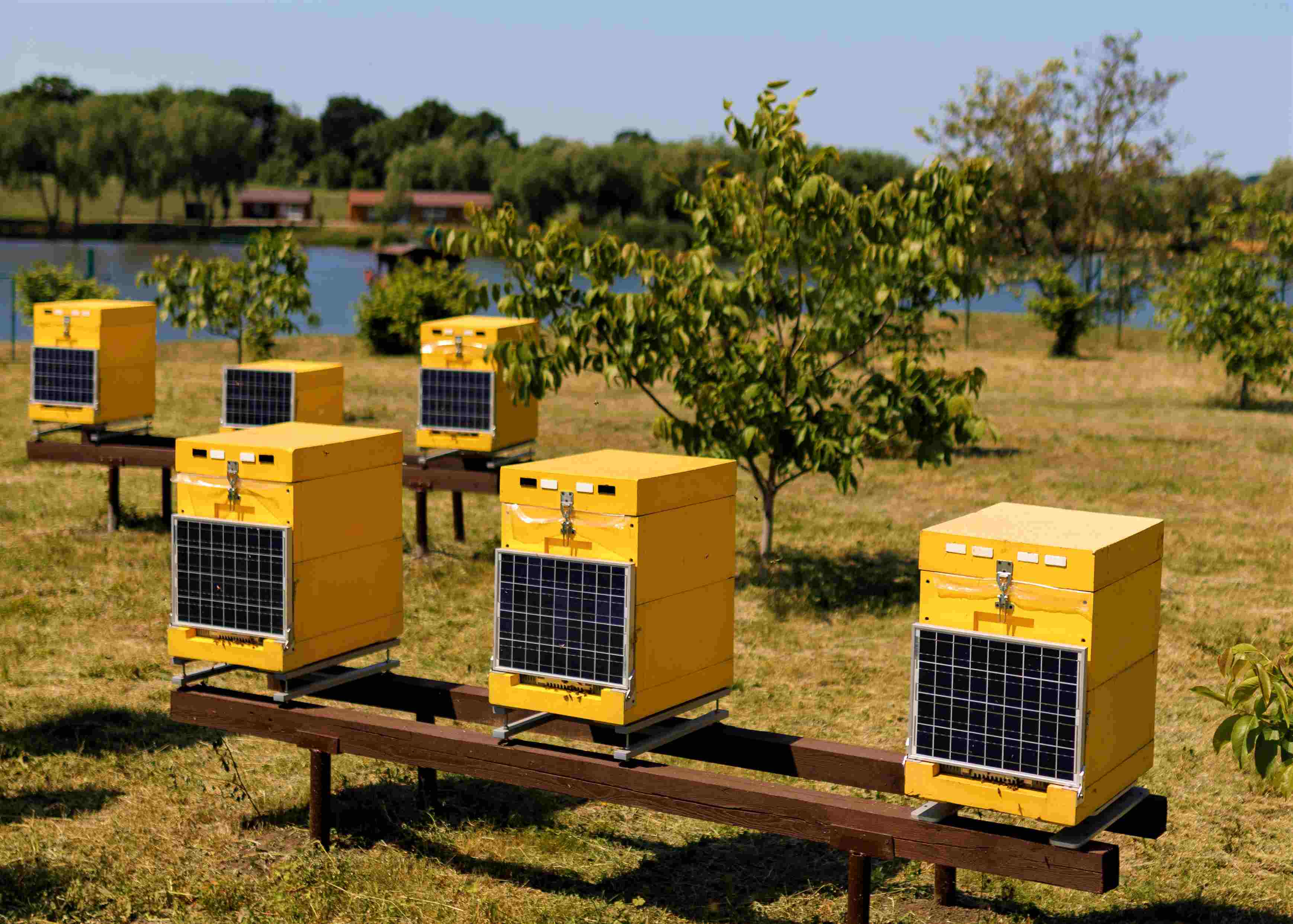 Data Science in beekeeping – Smart Hives Network and IoT Solutions